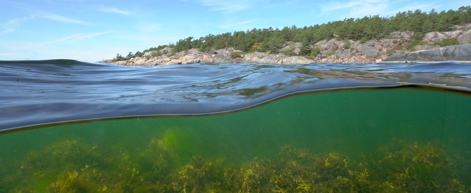 WWF Suomi – vuosittainen rahoitus (25 000 € vuonna 2019) - Itämeriprojekti