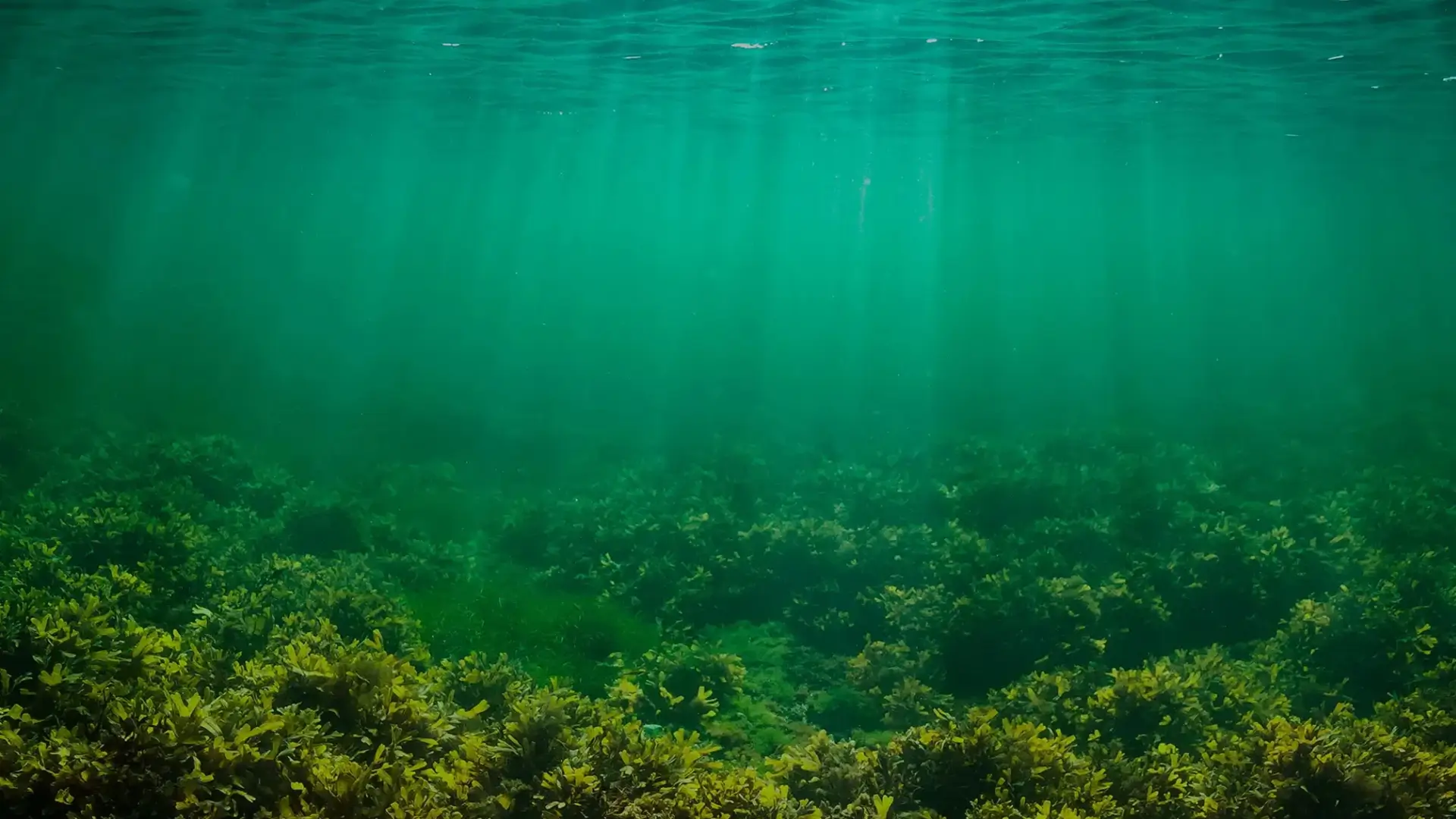 Home - Baltic Sea Project